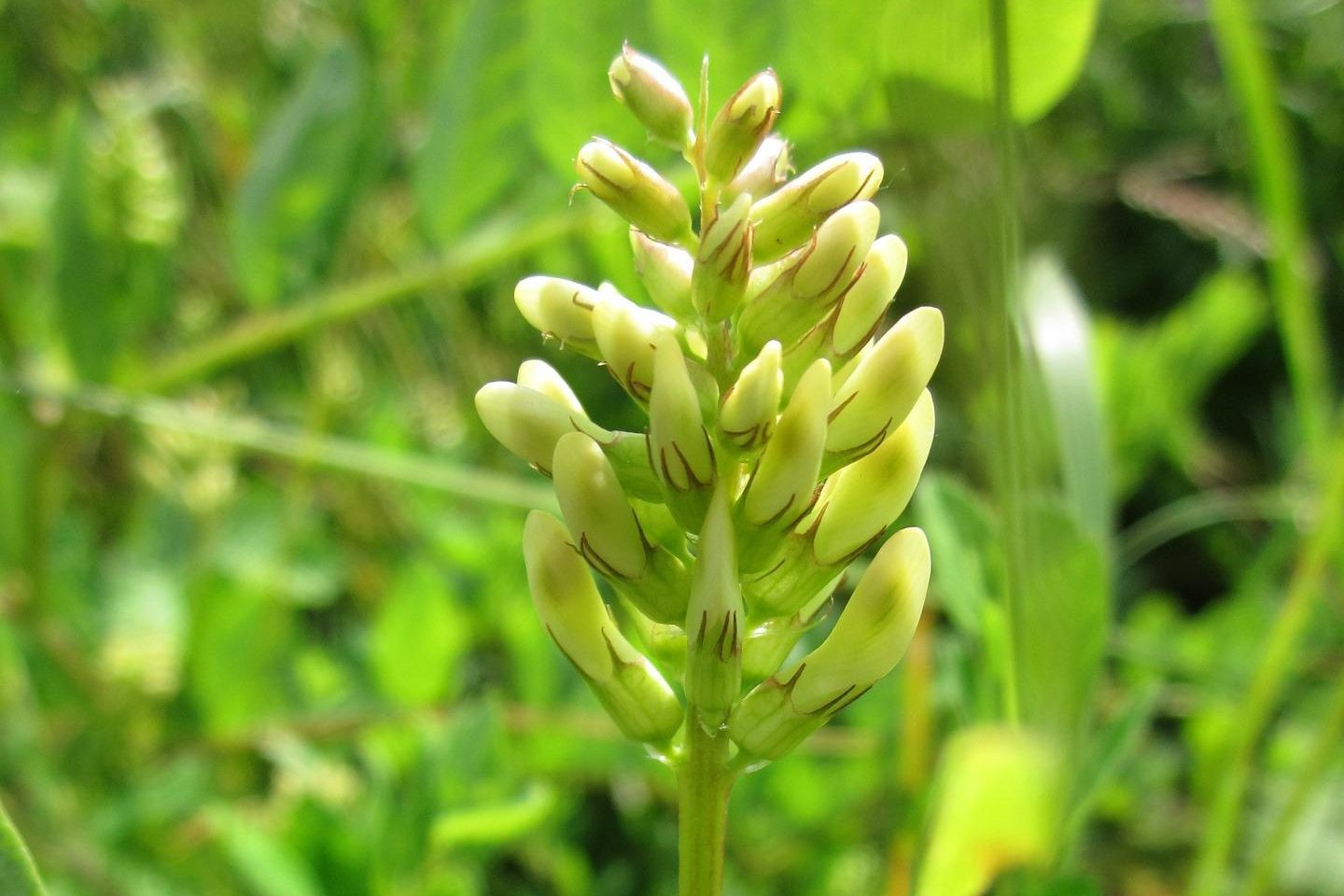 5 Important Health Benefits of Astragalus Root - NutraProse
